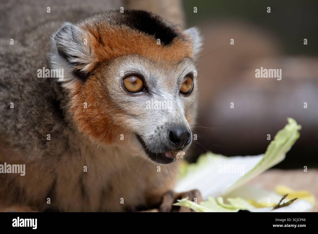 The Crowned Lemur (Eulemur coronatus), endemic to the dry deciduous ...