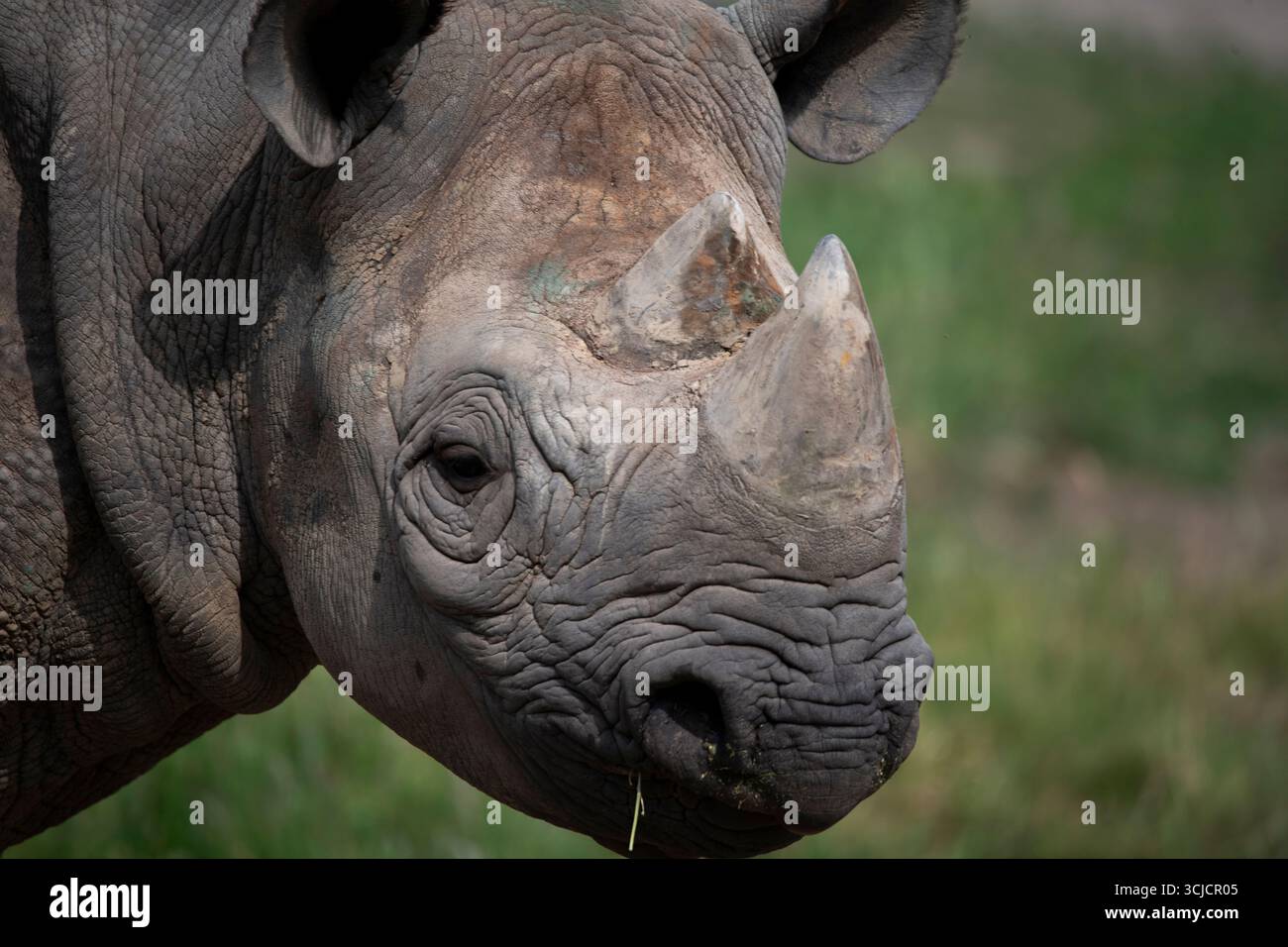 The Eastern Black Rhinoceros (Diceros bicornis michaeli), also known as ...