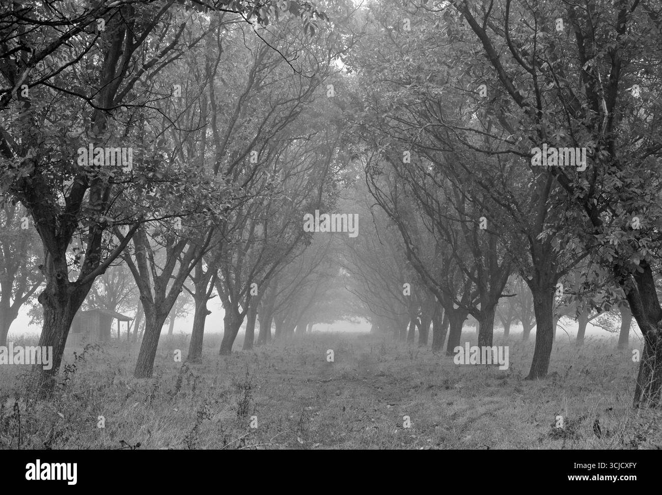 Foggy morning in nature Black and White Stock Photos & Images - Alamy