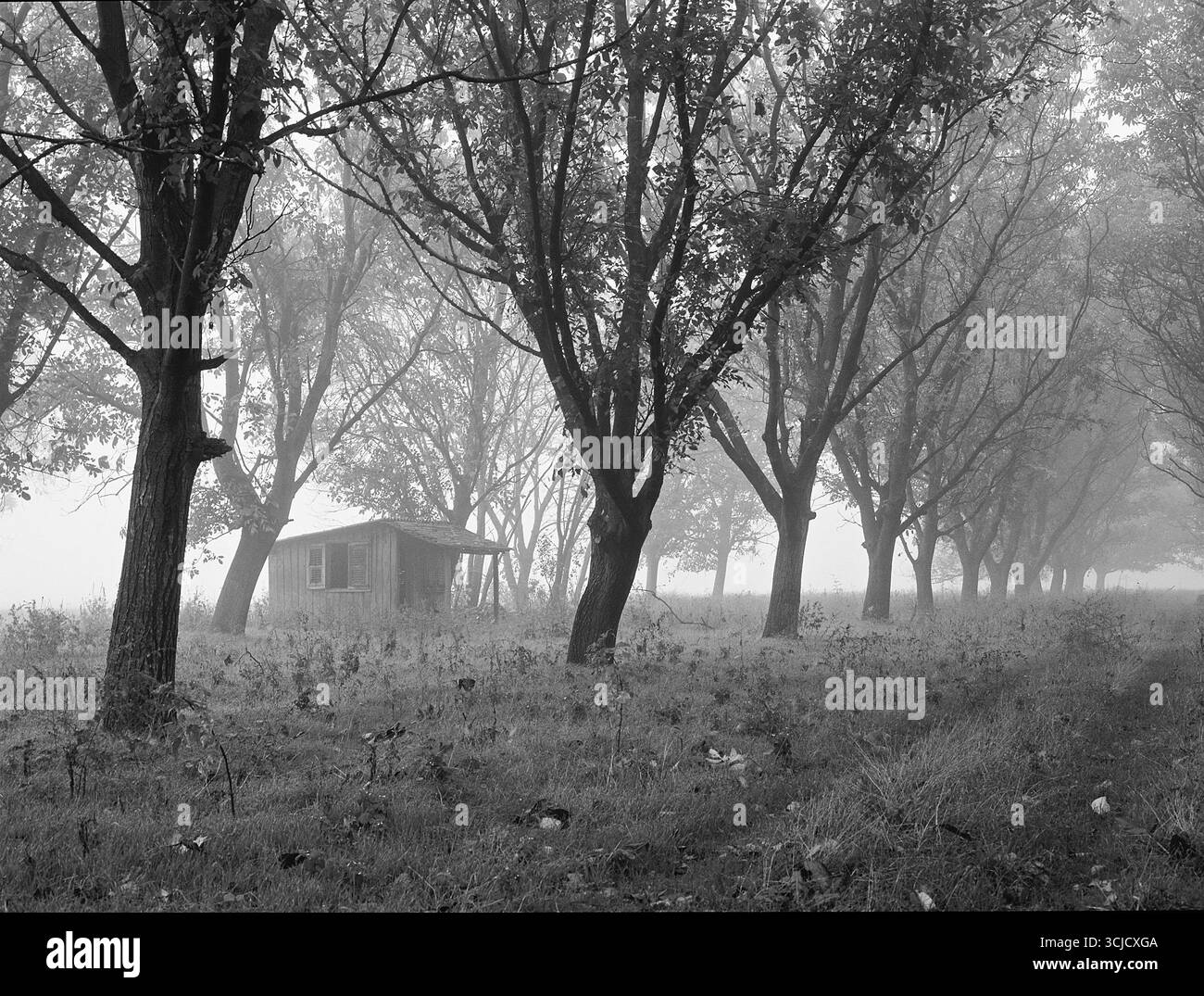 Walnut trees in forest Black and White Stock Photos & Images - Alamy