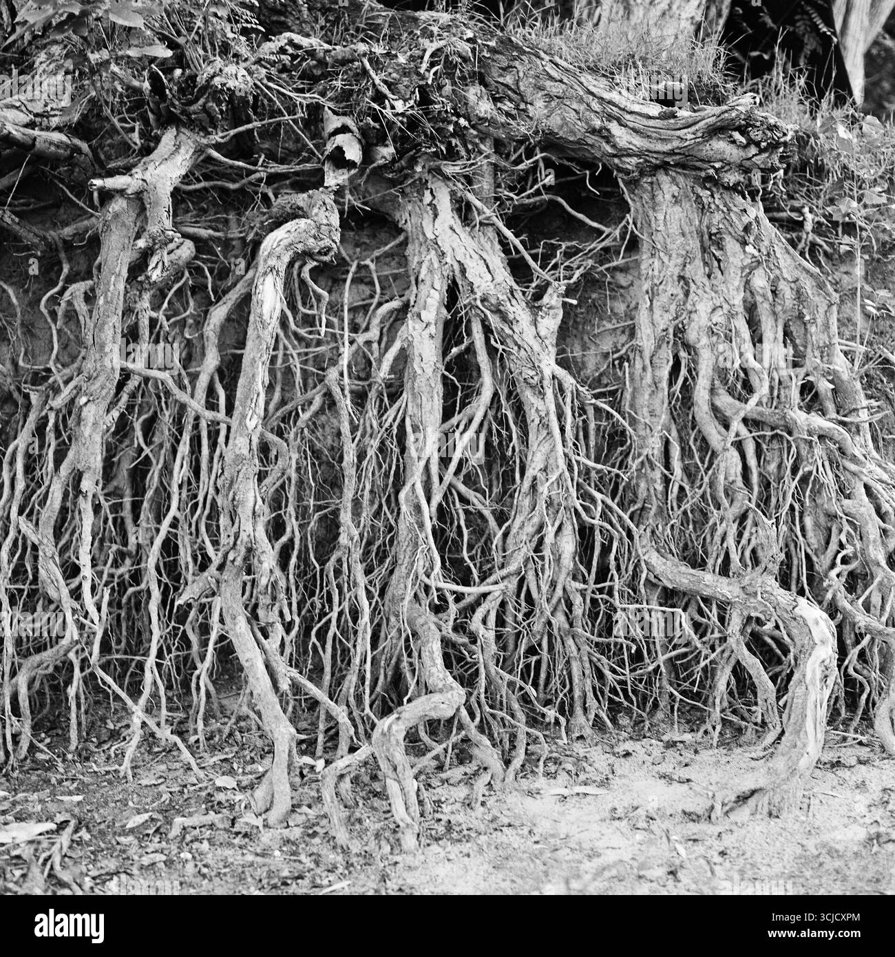 Tree on the ground Black and White Stock Photos & Images - Alamy