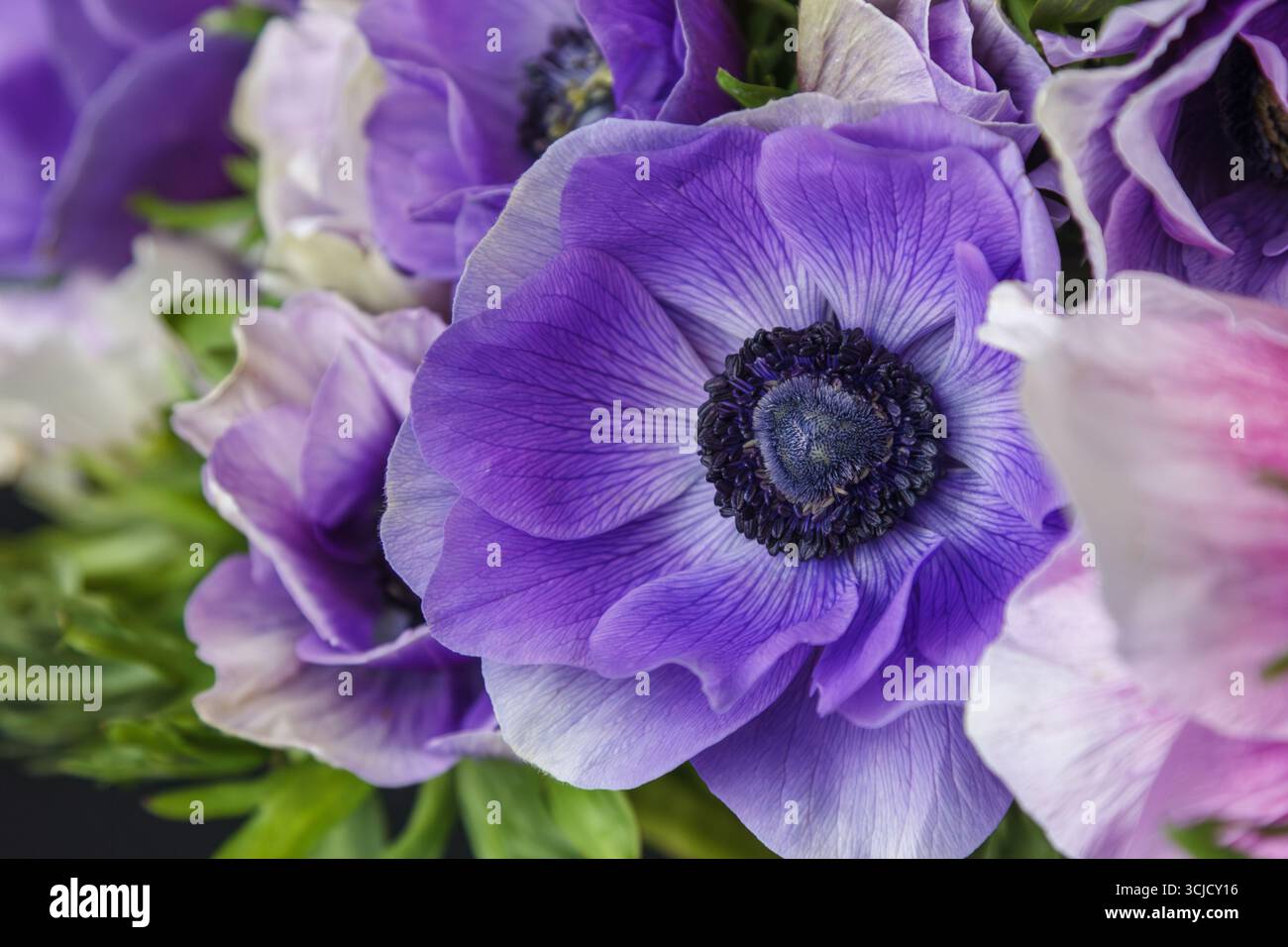 Bouquet purple anemones soft hi-res stock photography and images - Alamy
