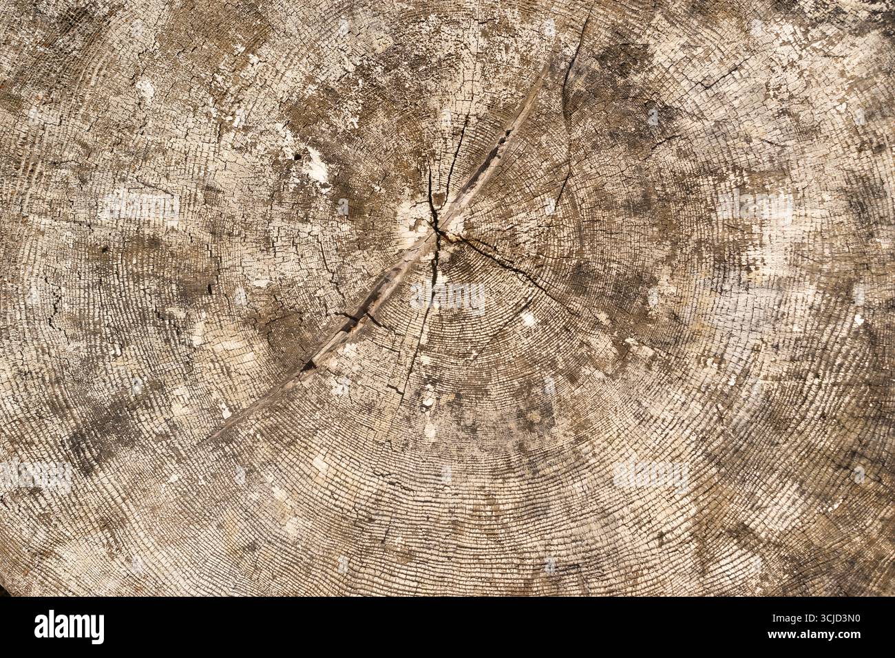 Rustic tree stump stands hi-res stock photography and images - Alamy