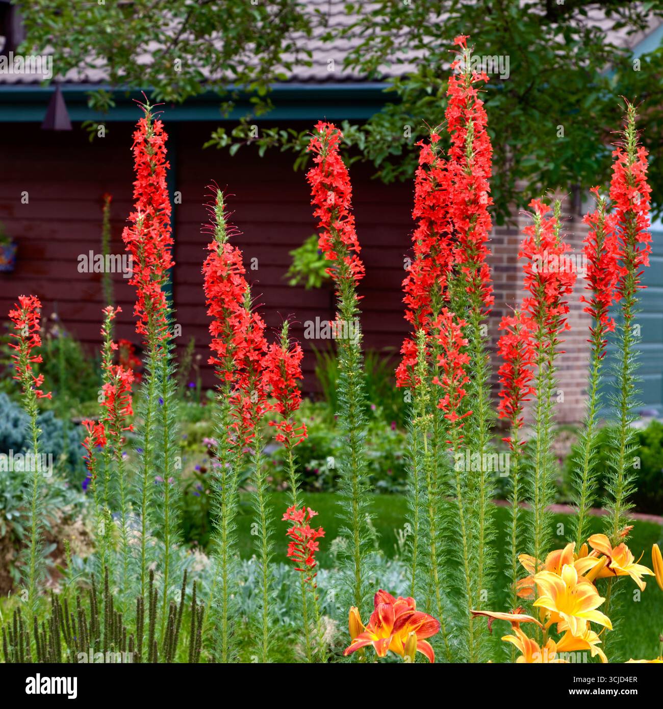 Plants striking inflorescence hi-res stock photography and images - Alamy