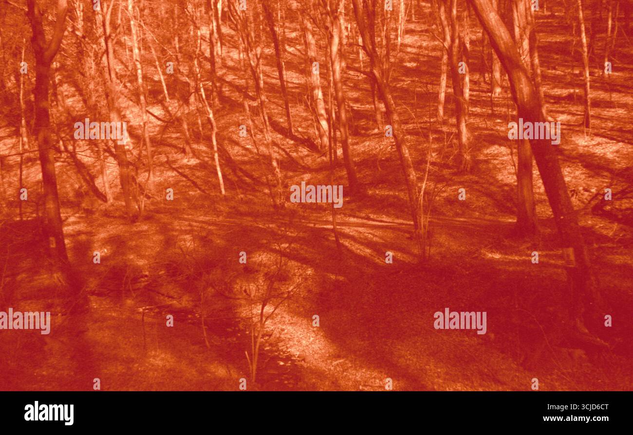 Analog winter forest photography with incorrect white balance due to ...
