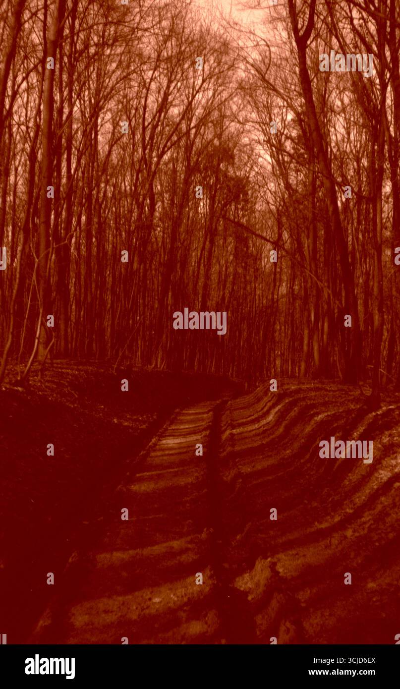 Analog winter forest photography with incorrect white balance due to ...