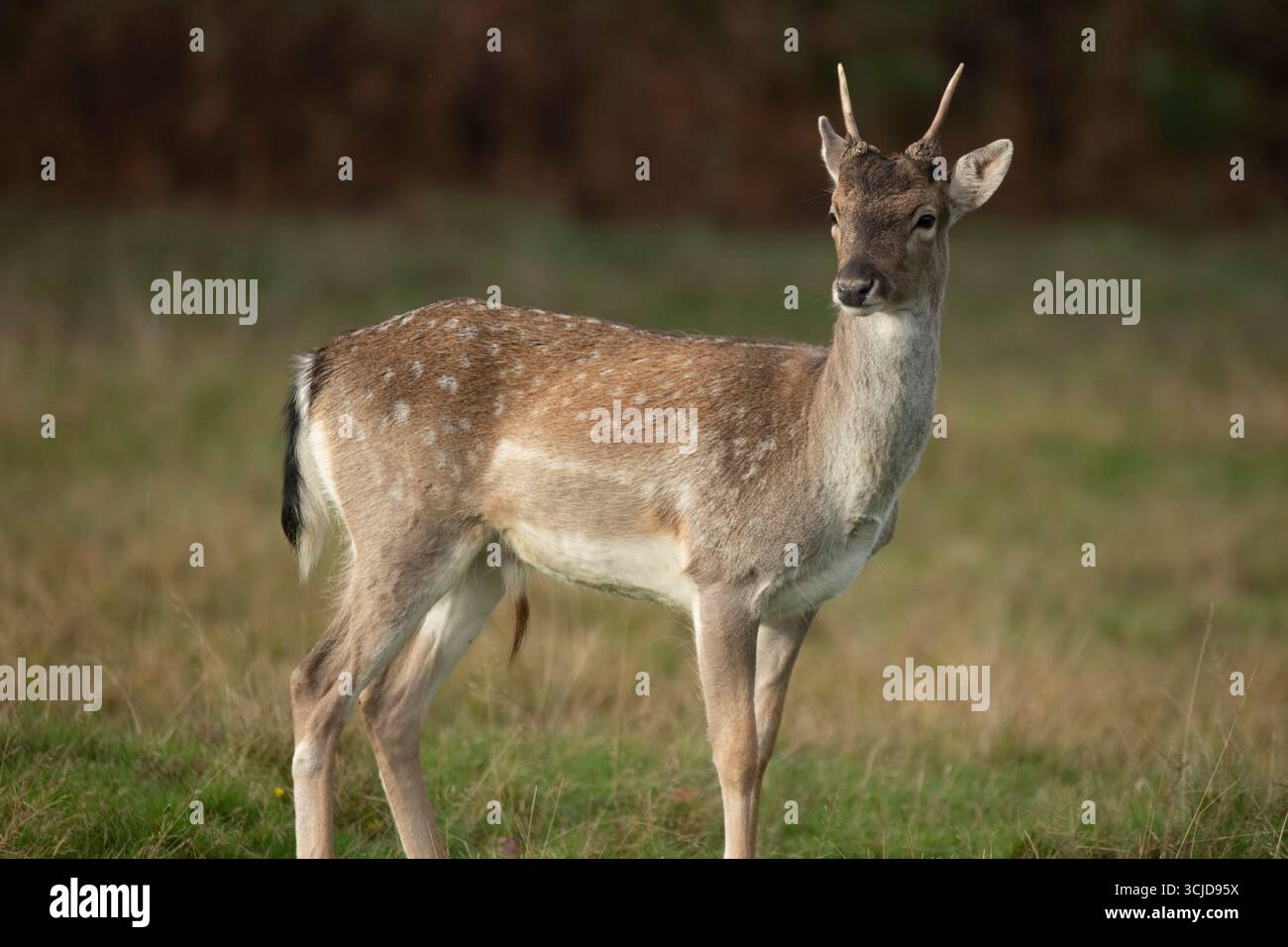 The European Fallow Deer (Dama dama), also known as the Common Fallow ...