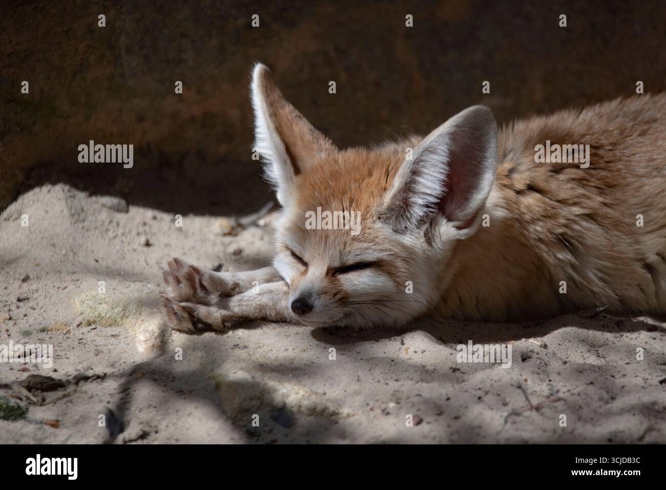 The Fennec Fox (Vulpes zerda) is a small fox native to the deserts of ...