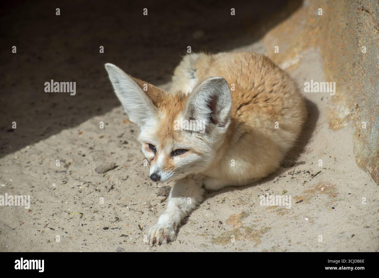 The Fennec Fox (Vulpes zerda) is a small fox native to the deserts of ...