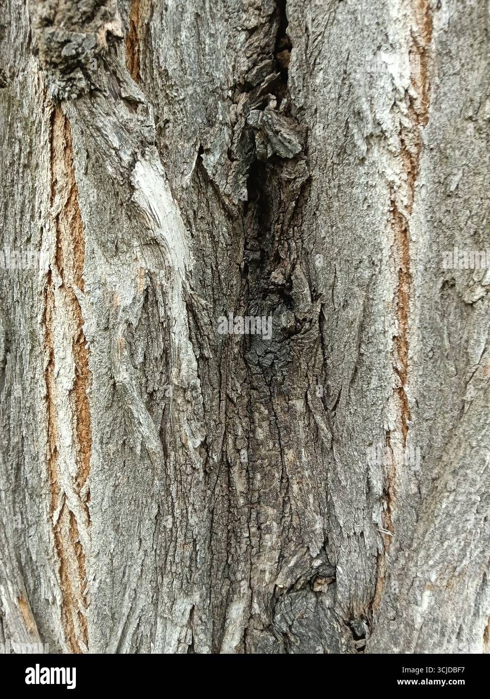 Textured Tree Bark with Natural Patterns and Colors background Stock ...