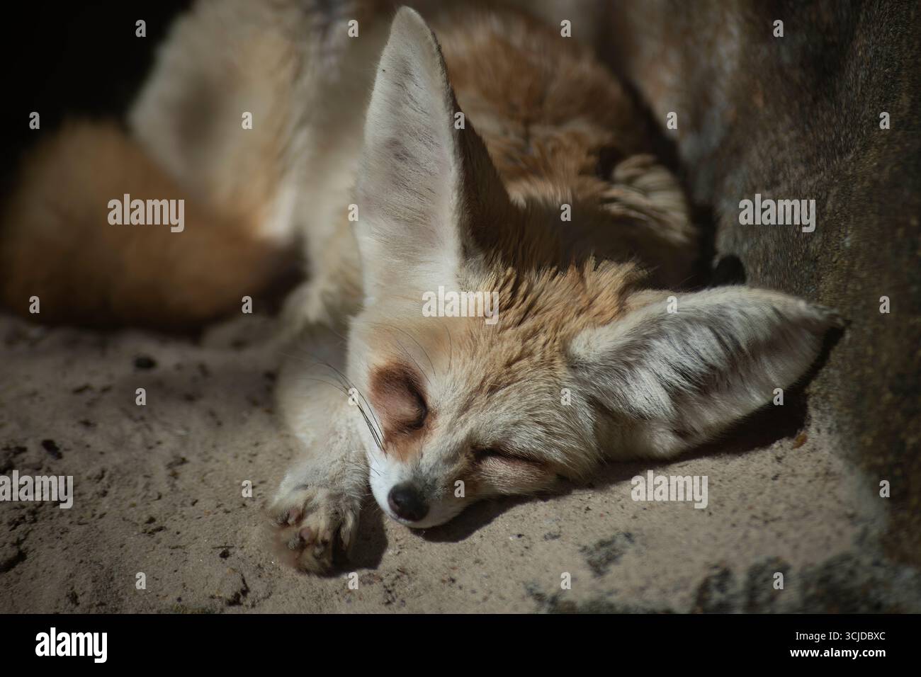 The Fennec Fox (Vulpes zerda) is a small fox native to the deserts of ...