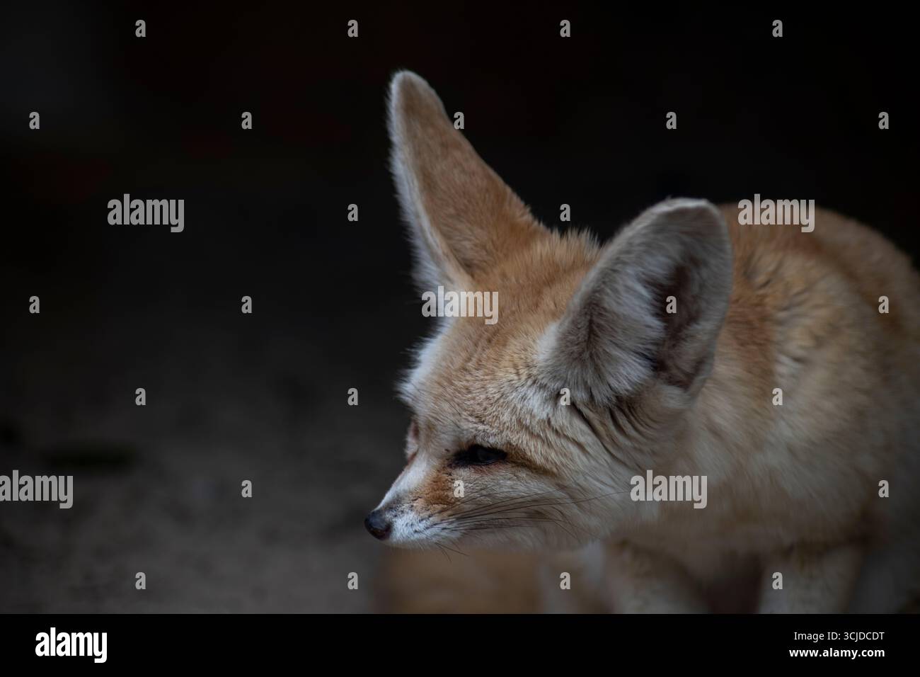The Fennec Fox (Vulpes zerda) is a small fox native to the deserts of ...