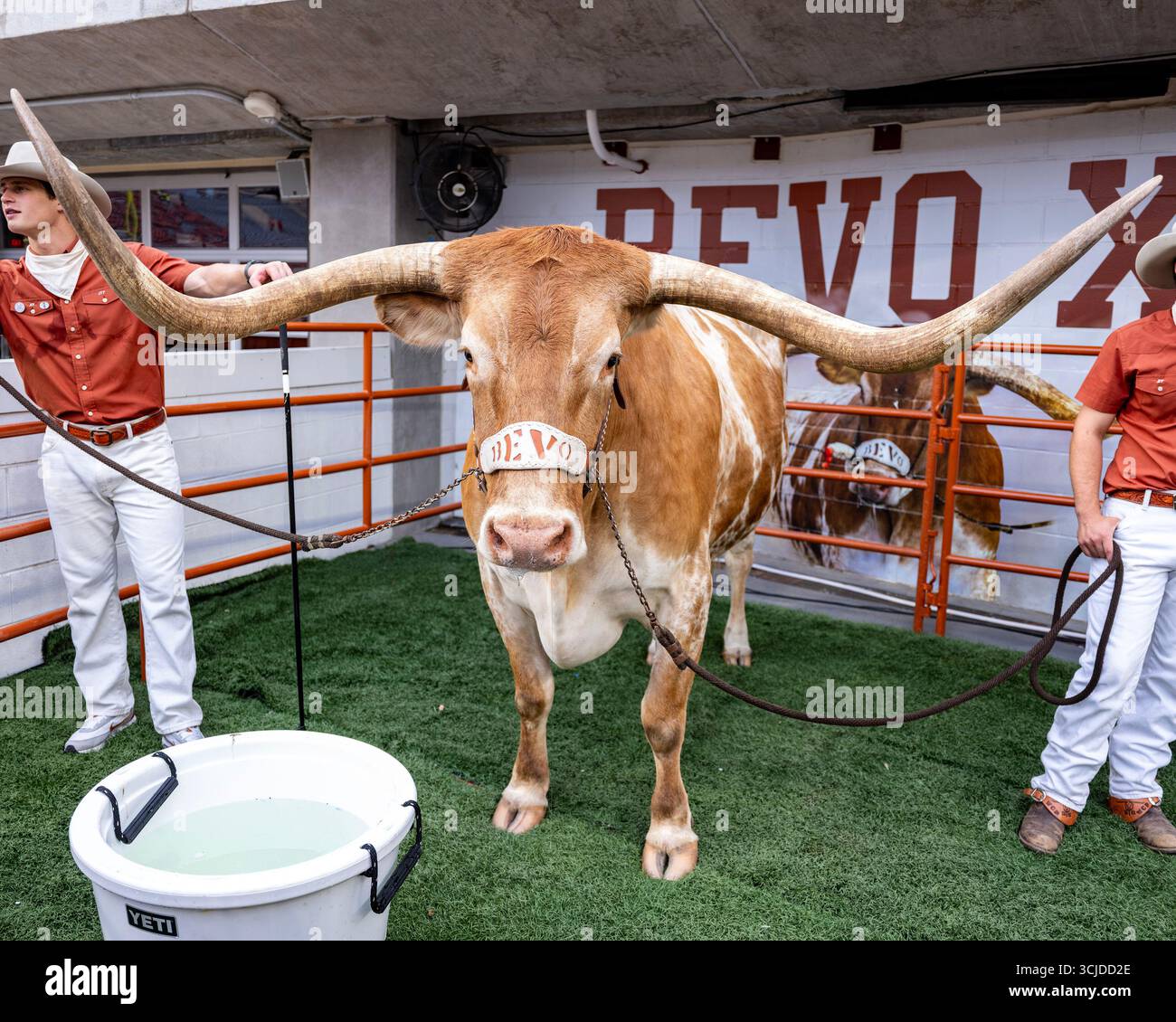 Sept 6, 2025. Bevo XV of the Texas Longhorns before the game vs the San ...