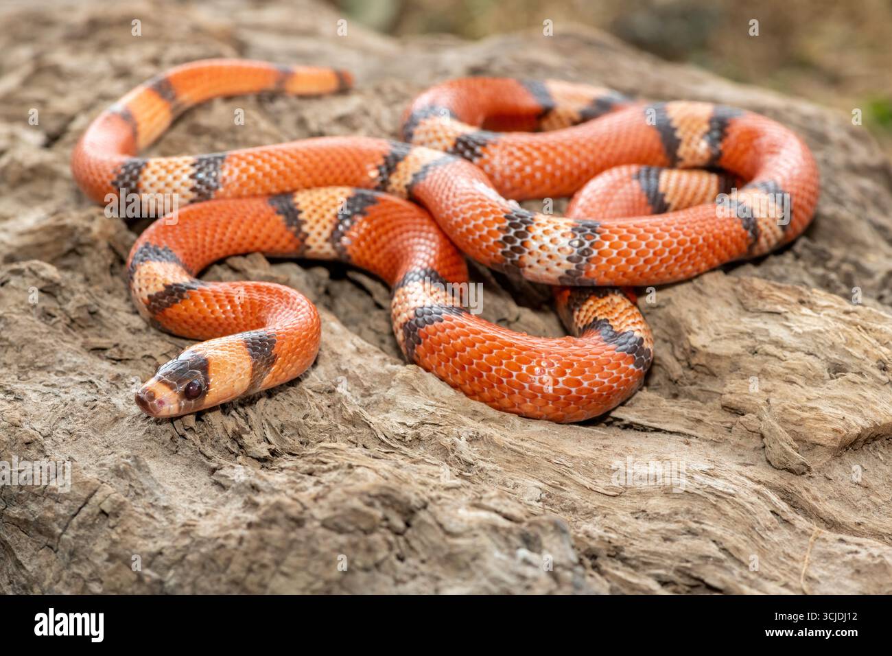 A Beautiful Honduran Milk Snake Lampropeltis Triangulum Hondurensis