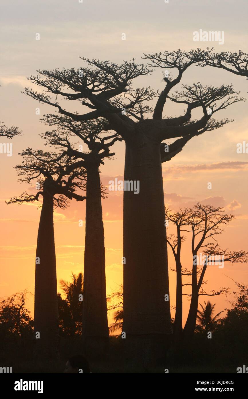 Baobab trees silhouetted at sunset along the Avenue of the Baobabs ...