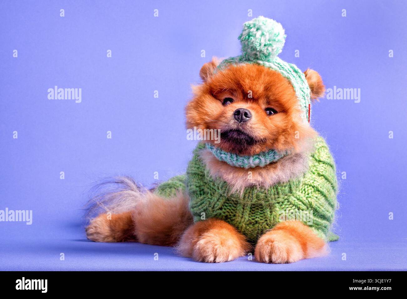 A very cute Pomeranian puppy with a knitted pullover and hat on lying ...