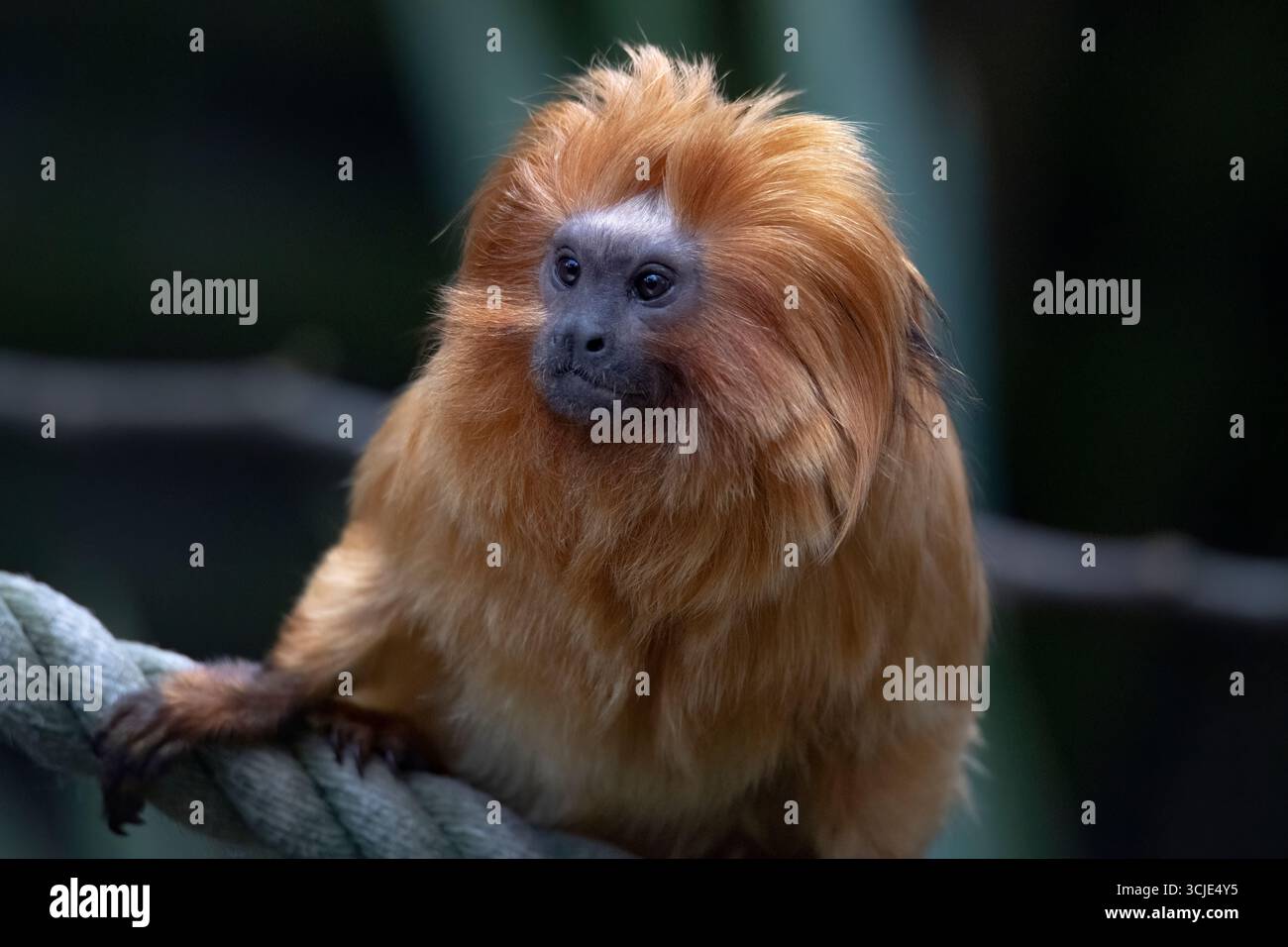 The Golden Lion Tamarin (Leontopithecus rosalia), also known as the ...