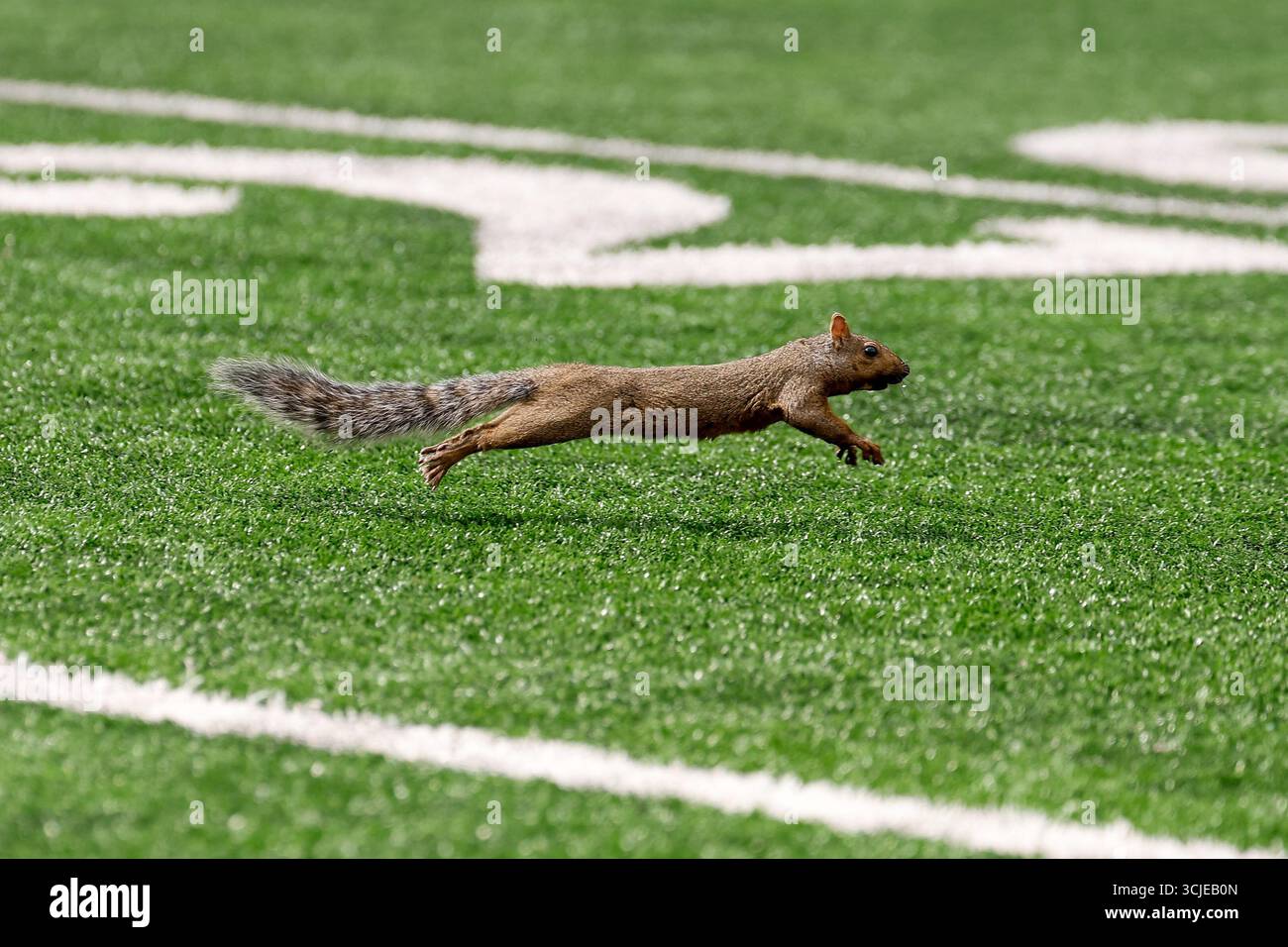 September 6, 2025: A squirrel runs on the field during the NCAA ...