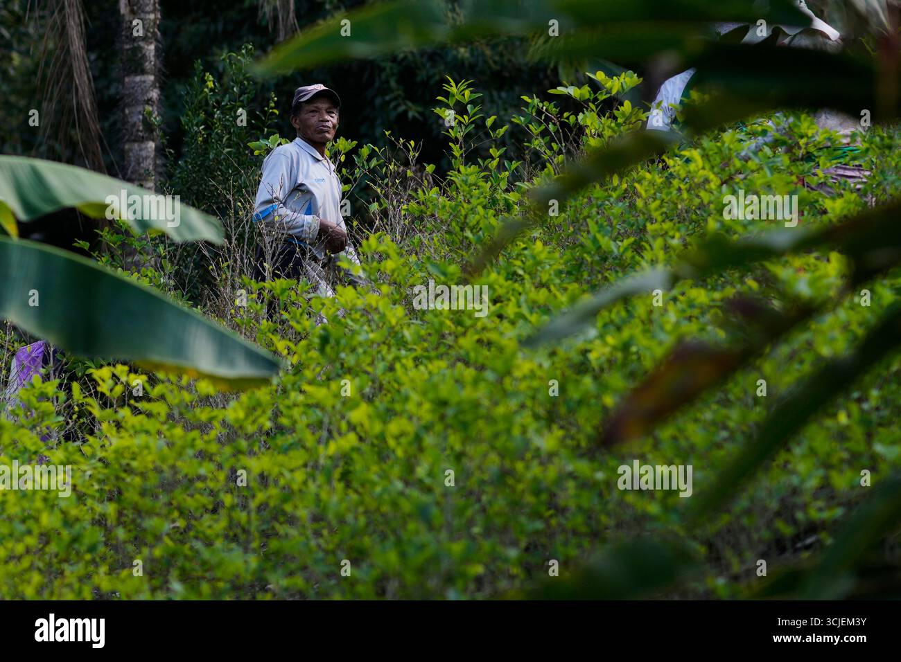 Farmer Tomas Zavala stands in his coca field in the Yungas region, near ...