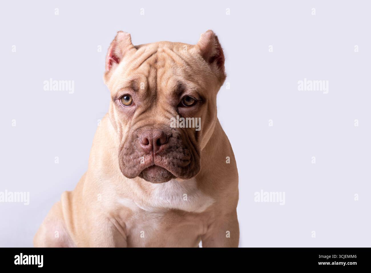 Ears skin dog muzzle hi-res stock photography and images - Alamy