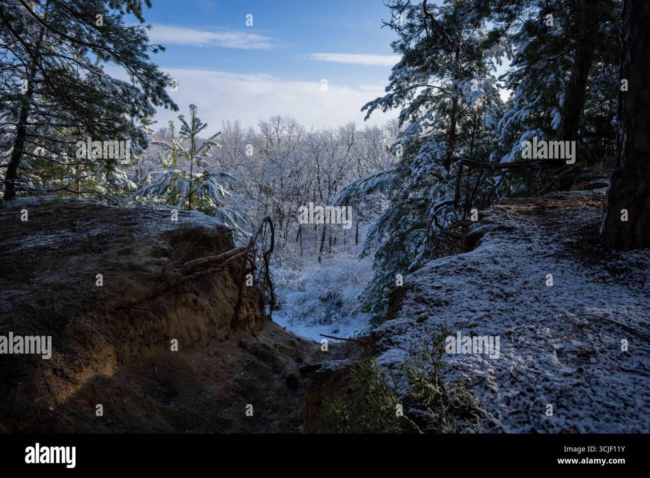 winter snowy picture of coniferous forest from the edge of sandy cliff ...