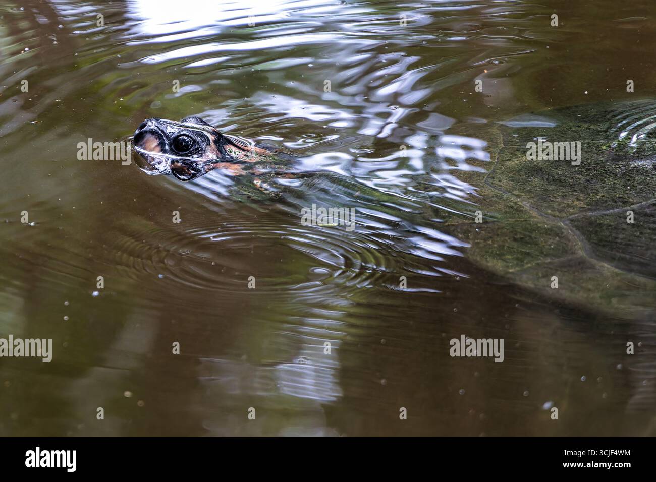 The Arrau turtle, Podocnemis expansa, also known as the giant South ...