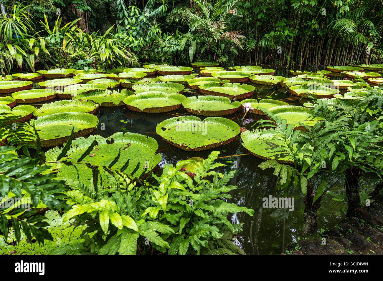 Amazonian lily in water, the largest aquatic plant in the world in ...