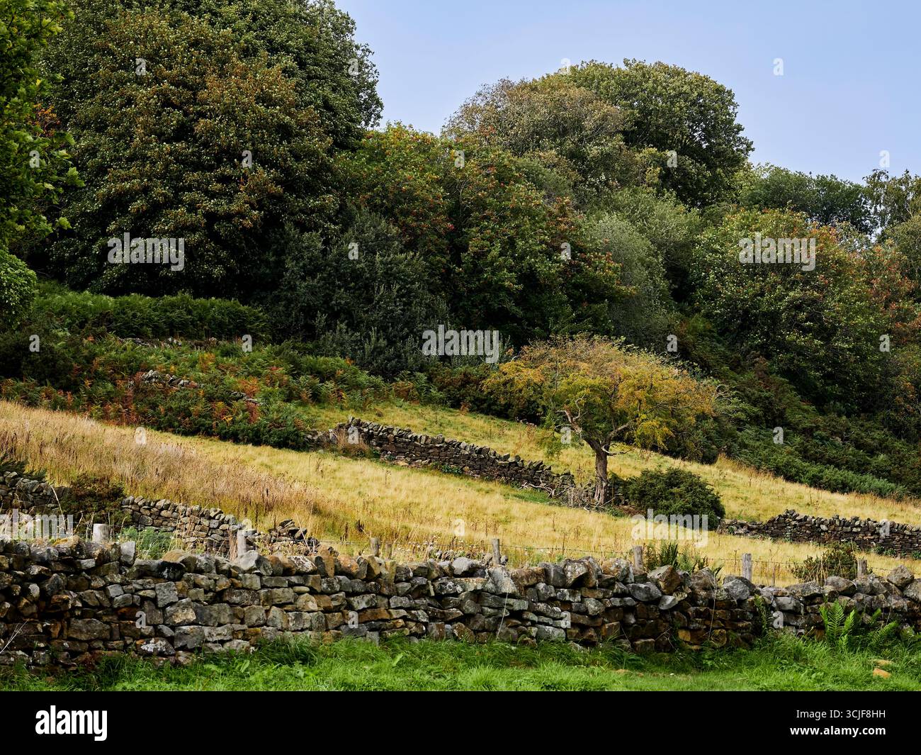 Drystone walls and moorland fields, Cod Beck, North Yorkshire Stock ...