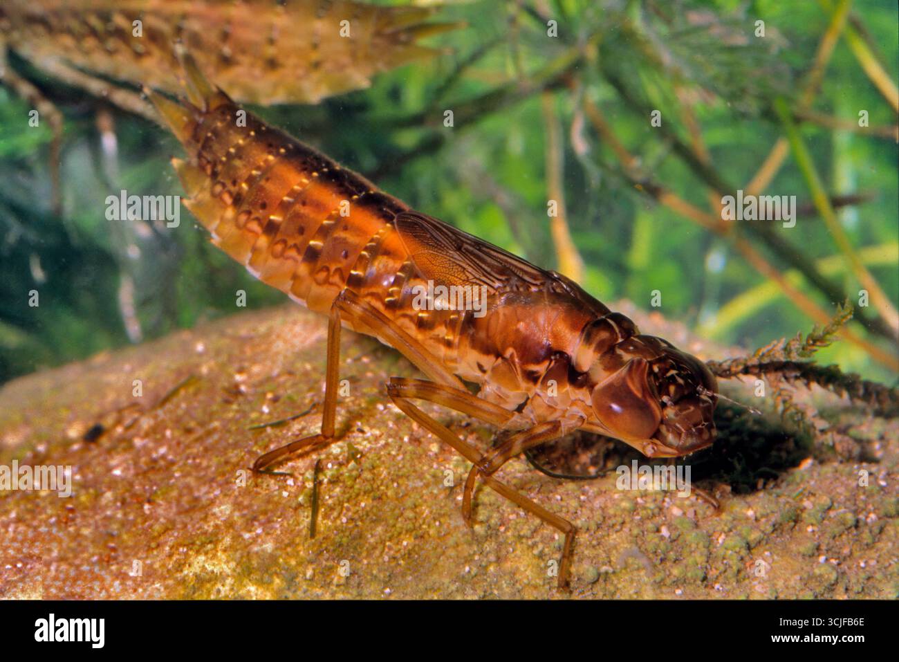 Larva of Emperor Dragonfly, Anax imperator, Aeshnidae, Lazio, Italy ...