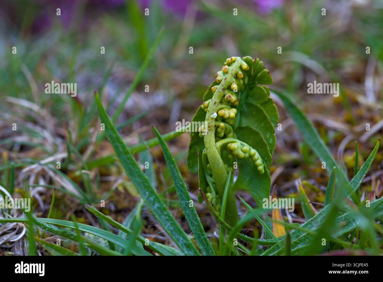 Moonwort Botrychium lunaria growing in alpine meadow Plateau de Beurre ...