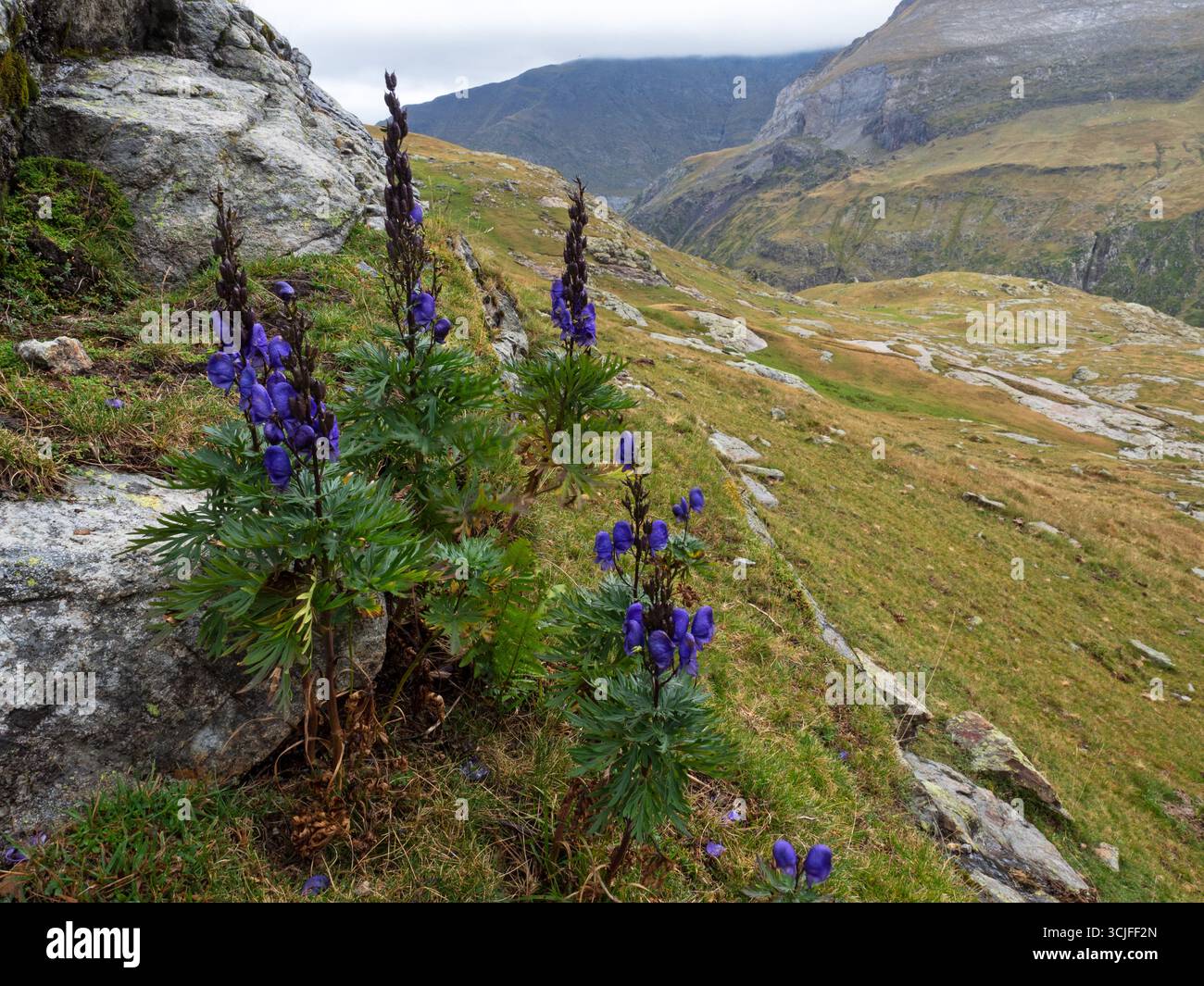 Common monkshod hi-res stock photography and images - Alamy