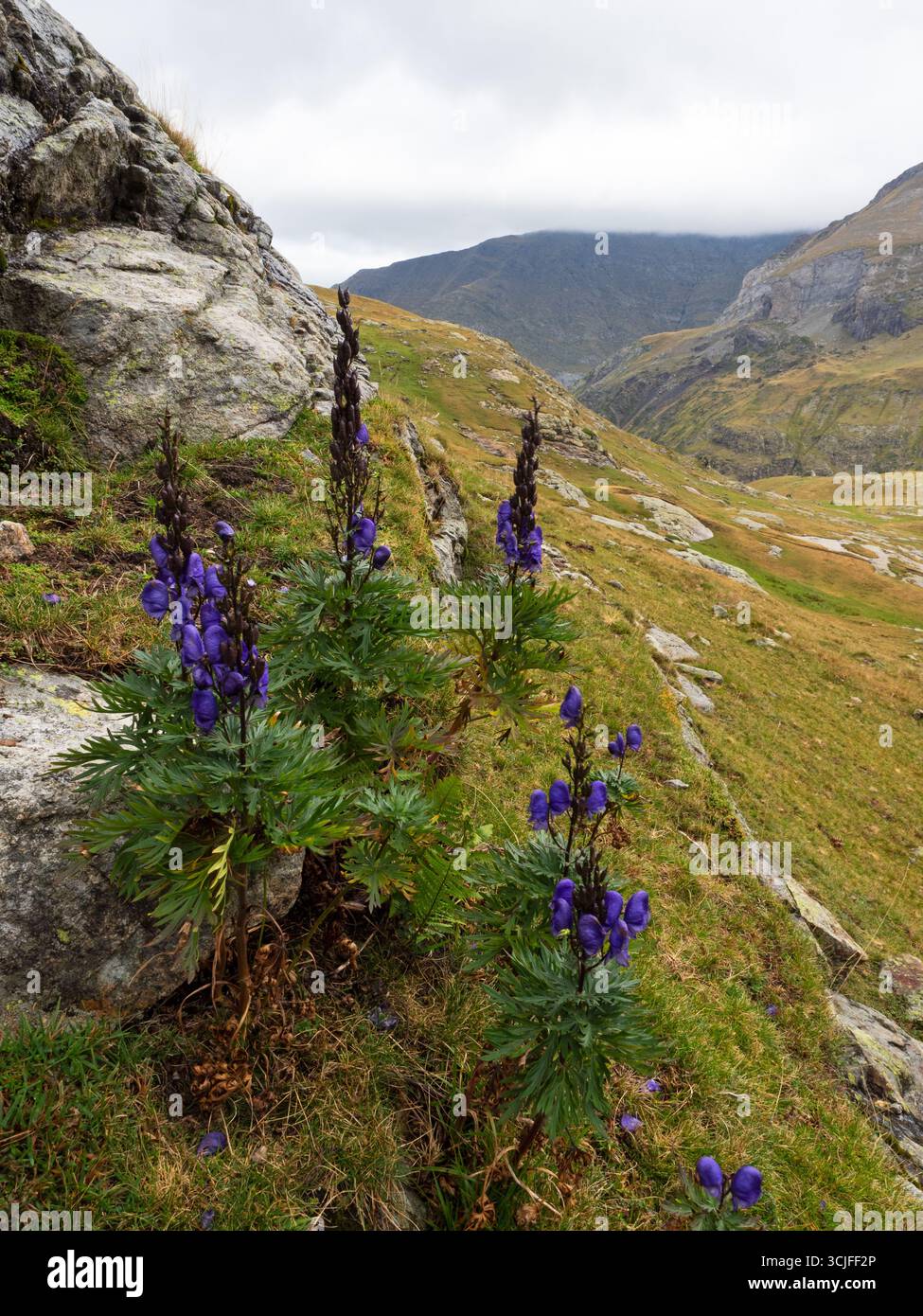 Common monkshod hi-res stock photography and images - Alamy