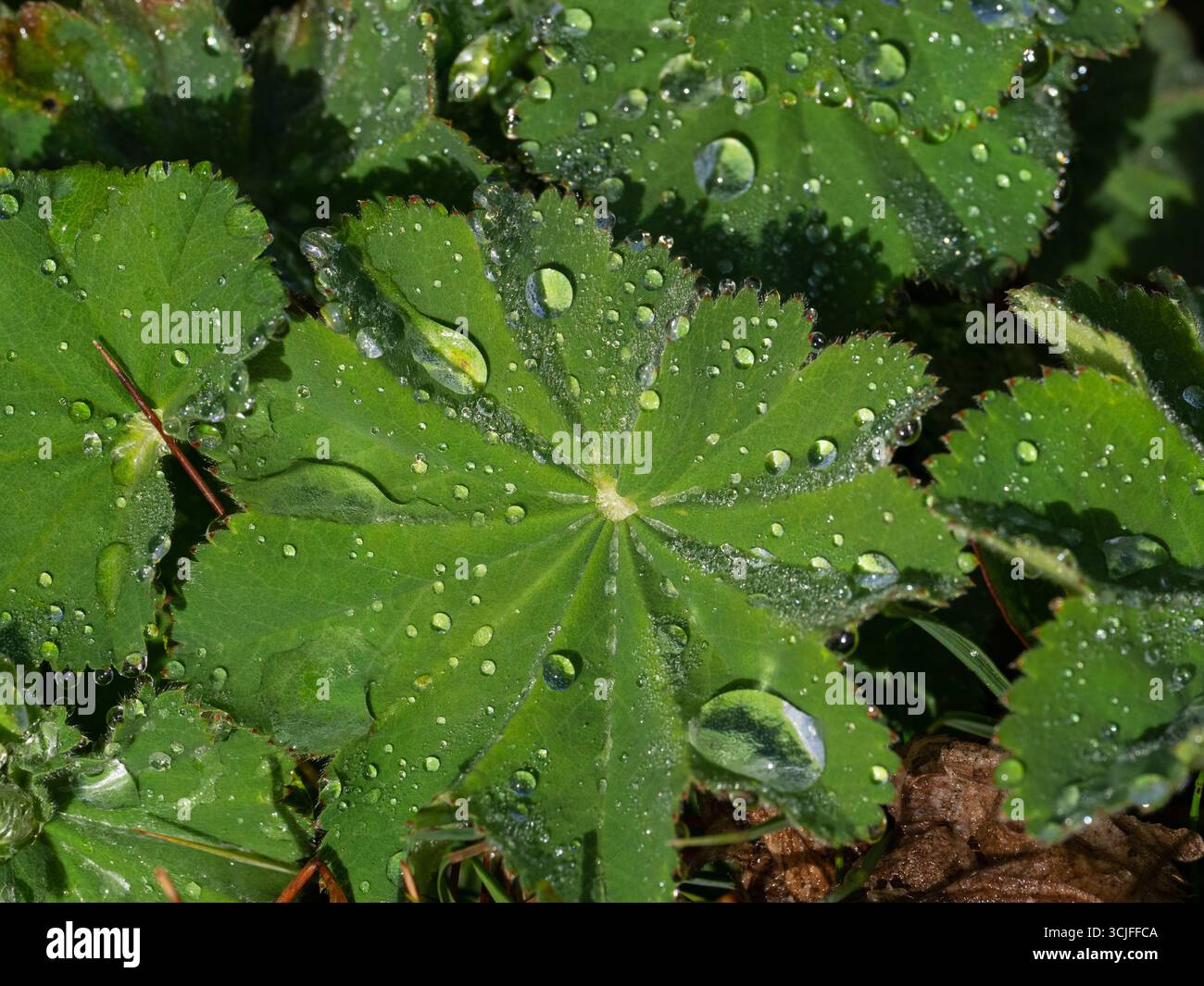 Lady's mantle Alchemilla mollis with raindrops, beside a footpath near ...