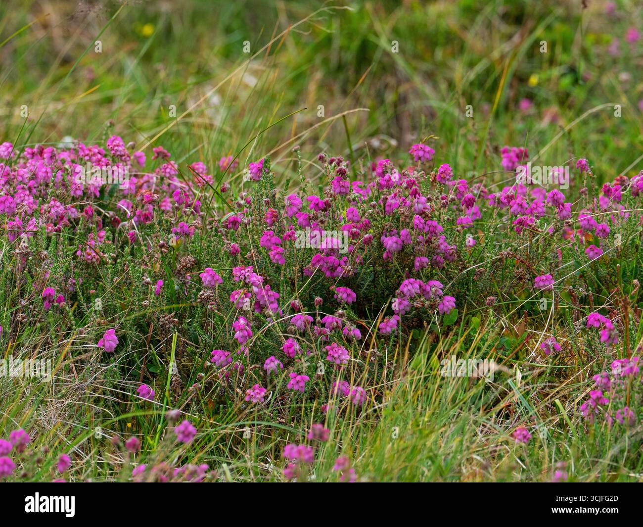 Cross-leaved heath Erica tetralix in a damp meadow, Strathdearn ...