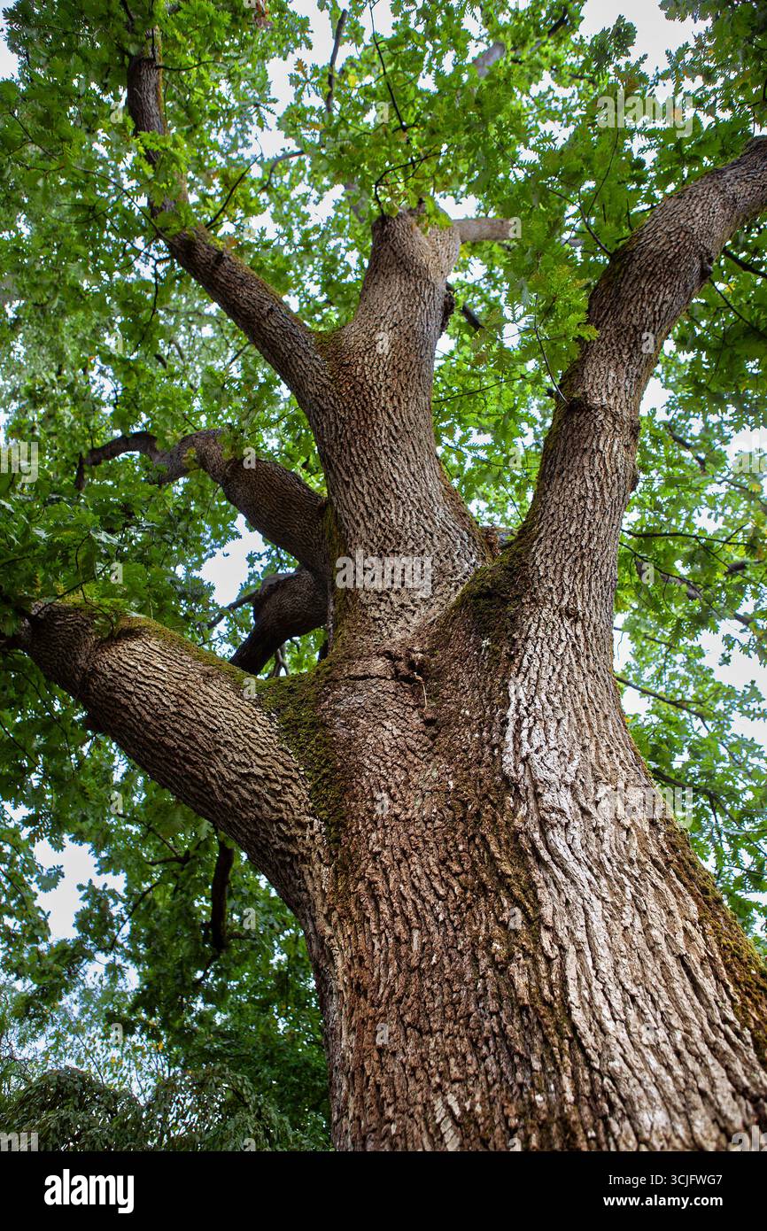 Large tree bark close up low angle hi-res stock photography and images ...