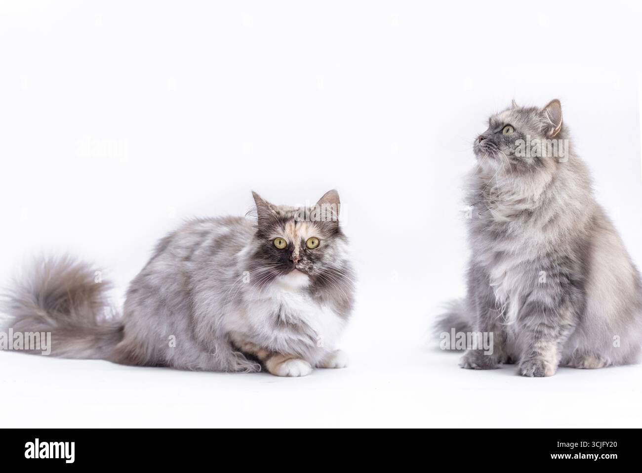 Background for advertising Cut Out Stock Images & Pictures - Alamy