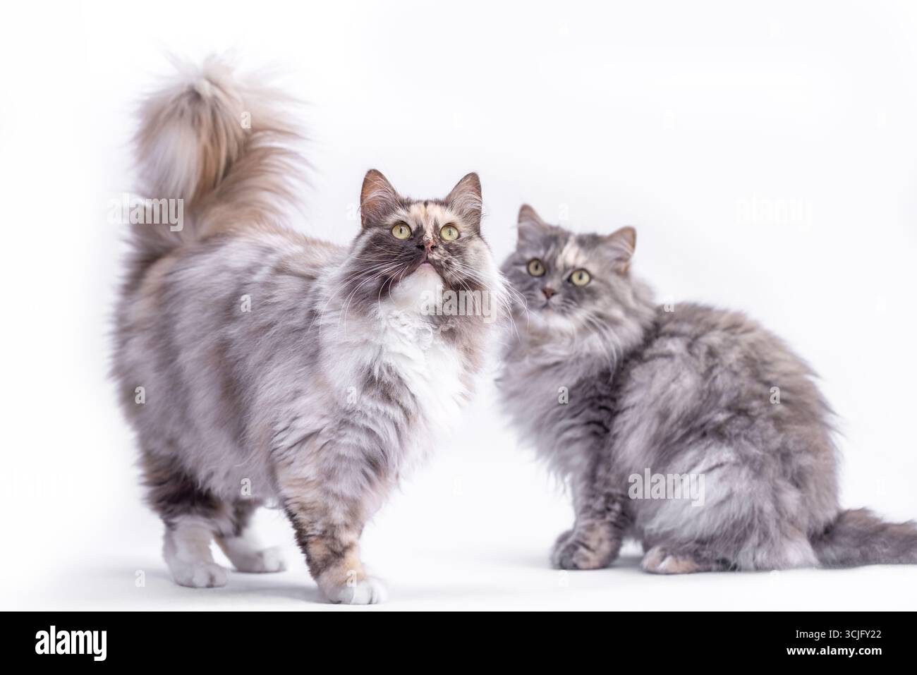 The background of advertising Cut Out Stock Images & Pictures - Alamy