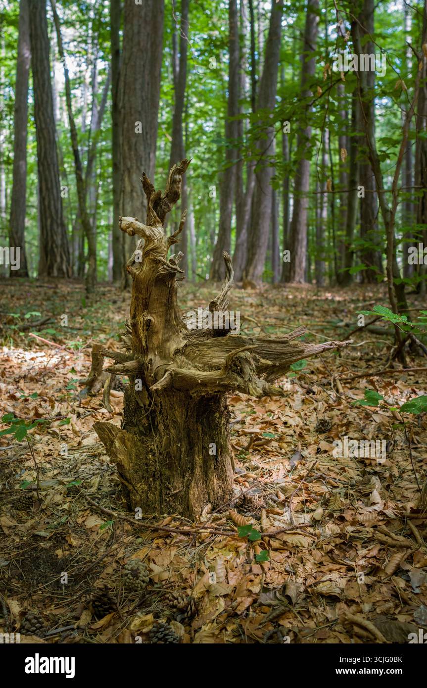 A weathered tree stump stands as a testament to time in a sun-dappled ...