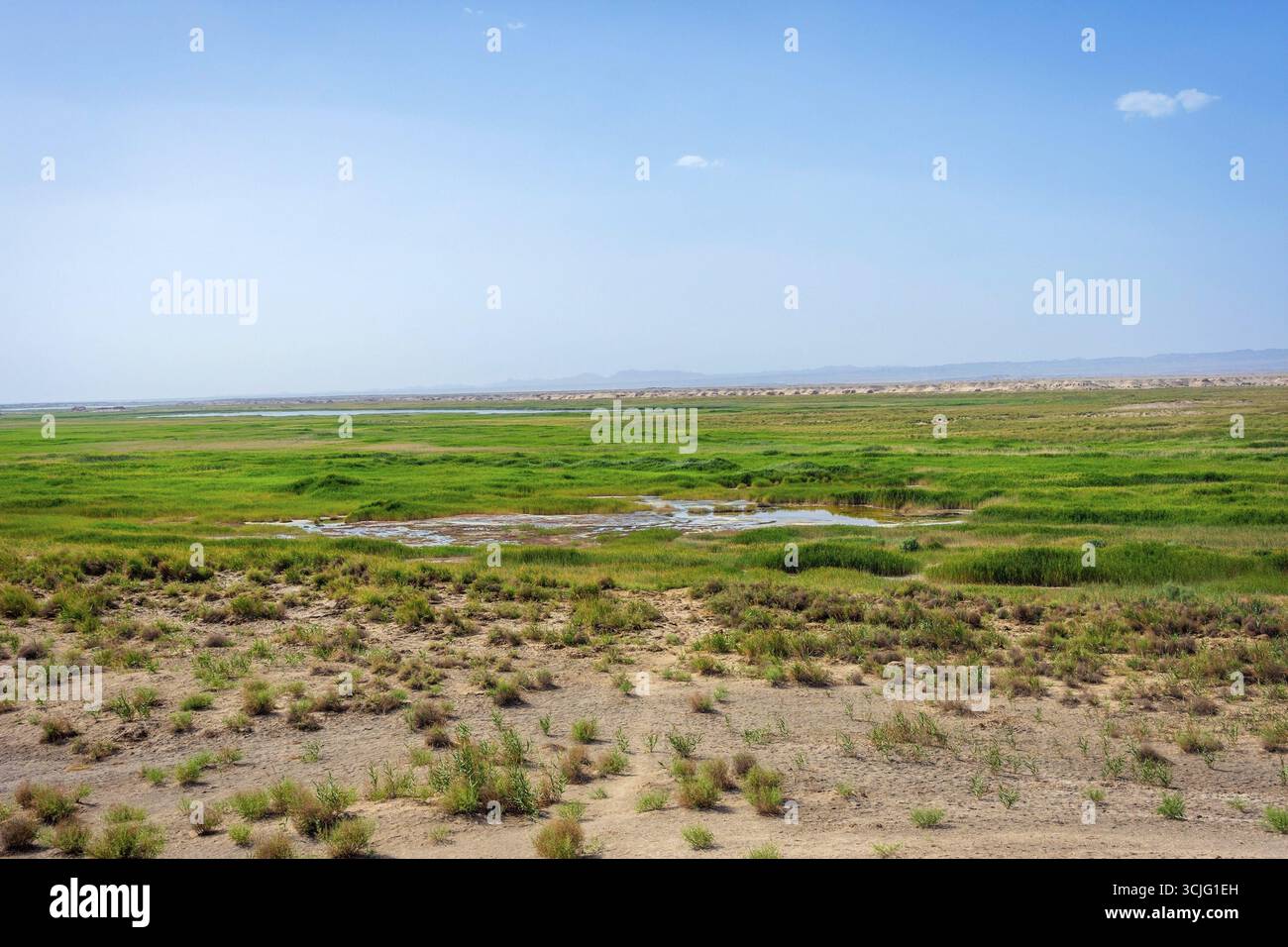 Wetland oasis in Gobi desert, Dunhuang, Gansu province, China Stock ...