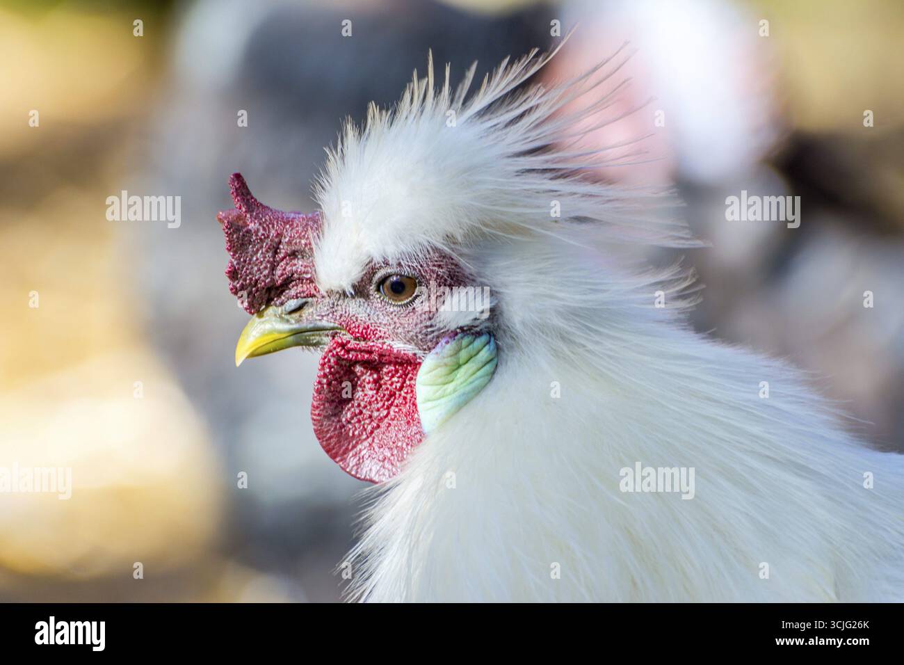 White hen with long feathers, close up Stock Photo - Alamy
