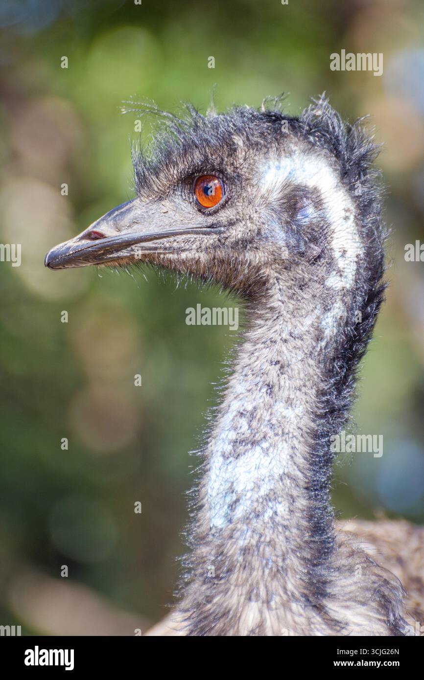 Emu bird from profile, close up portrait Stock Photo - Alamy