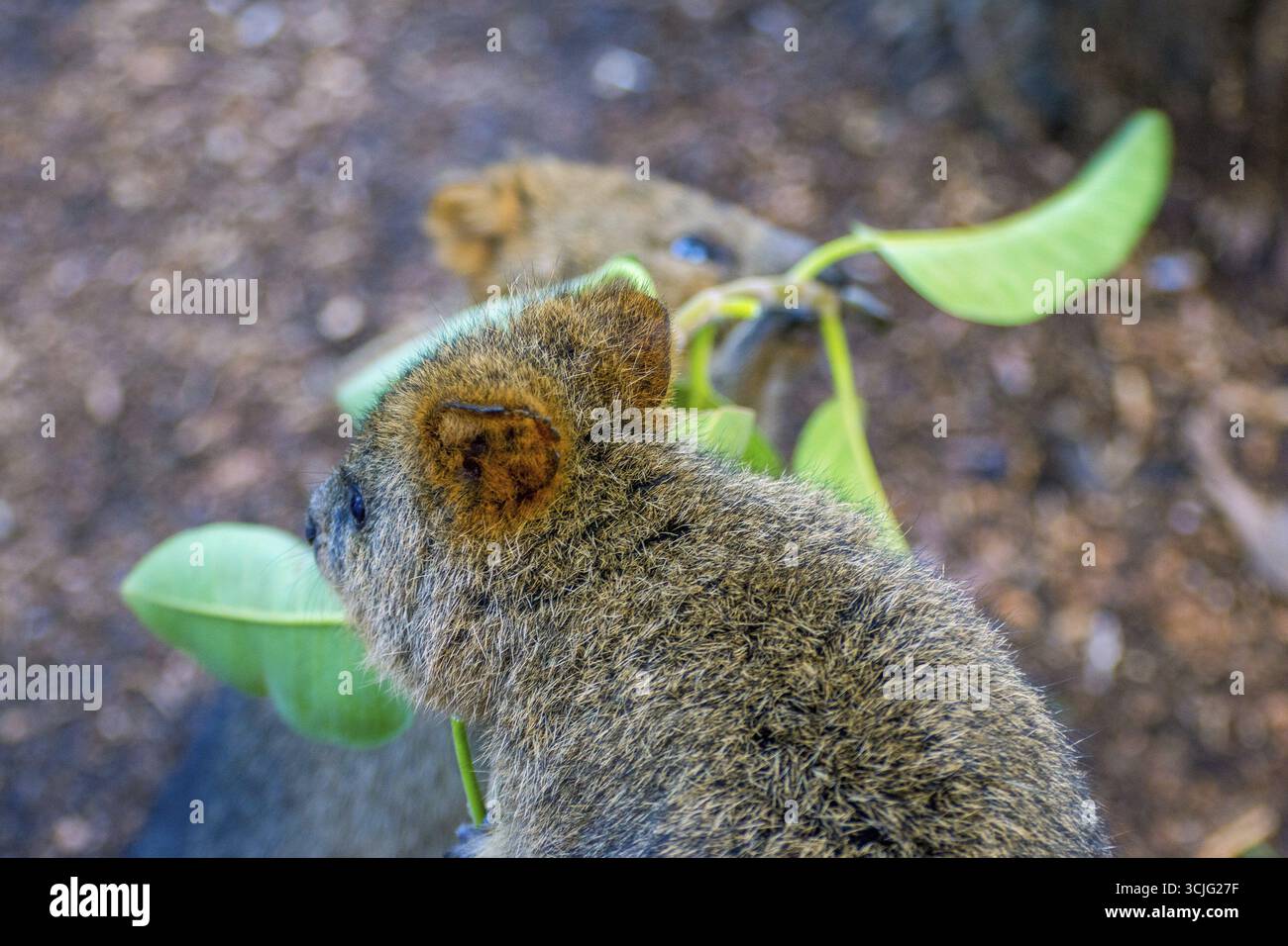 Quokka, native australian animal, eating tree branches Stock Photo - Alamy