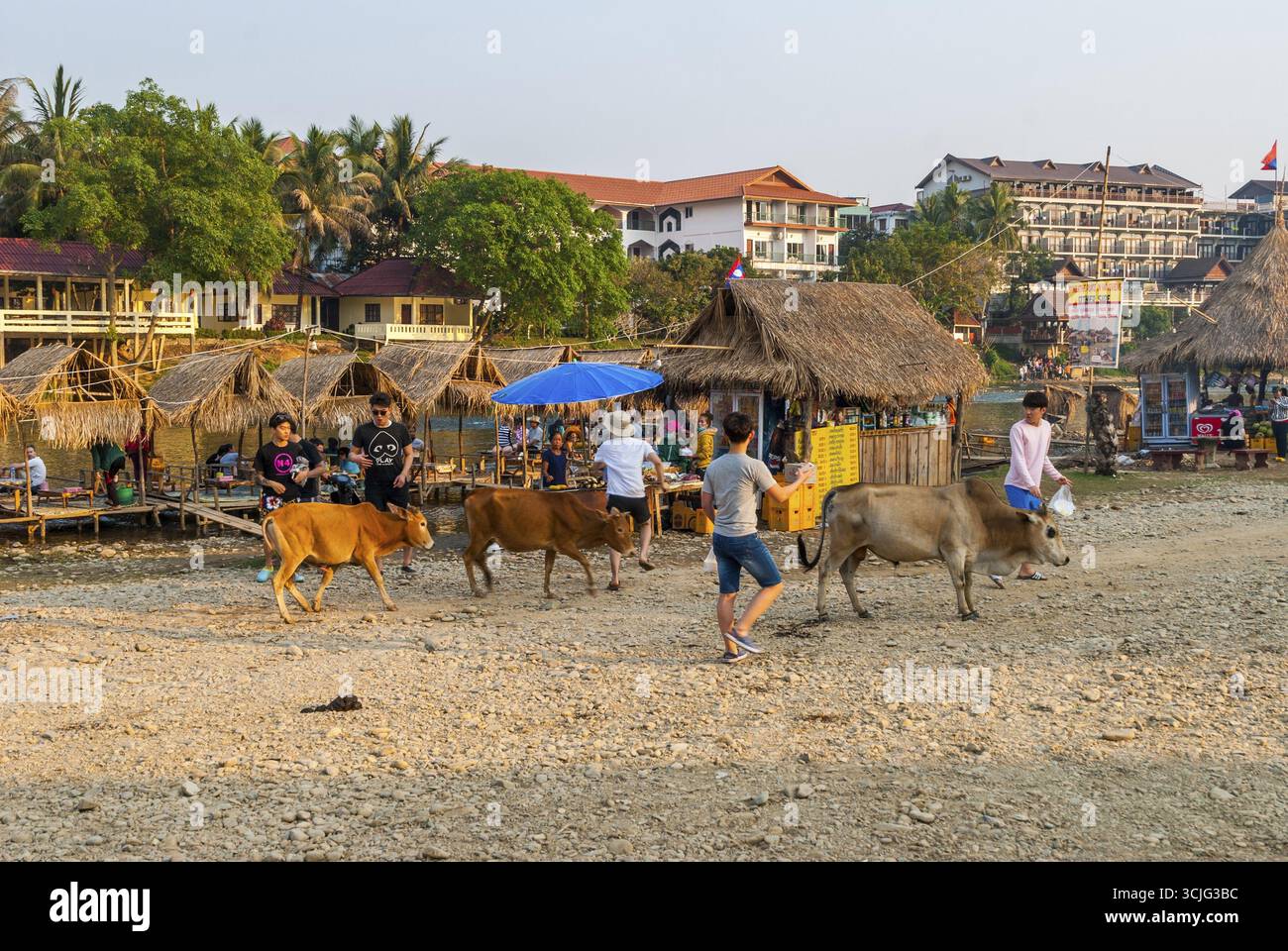 Vang Vieng, Laos - Feb 2016: Bar above the river and cows passing by ...