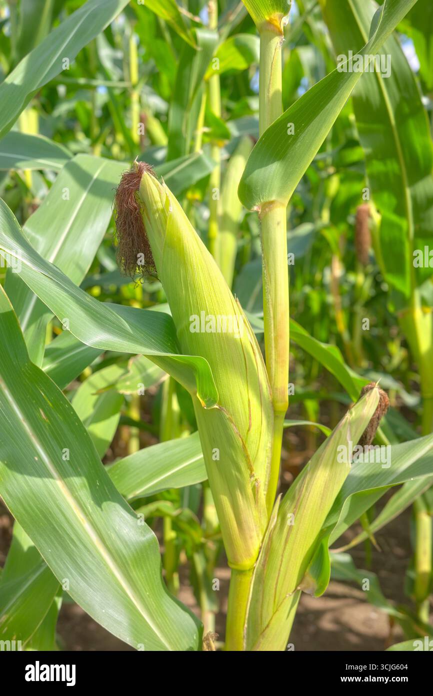 Crop corn in cornfield hi-res stock photography and images - Alamy