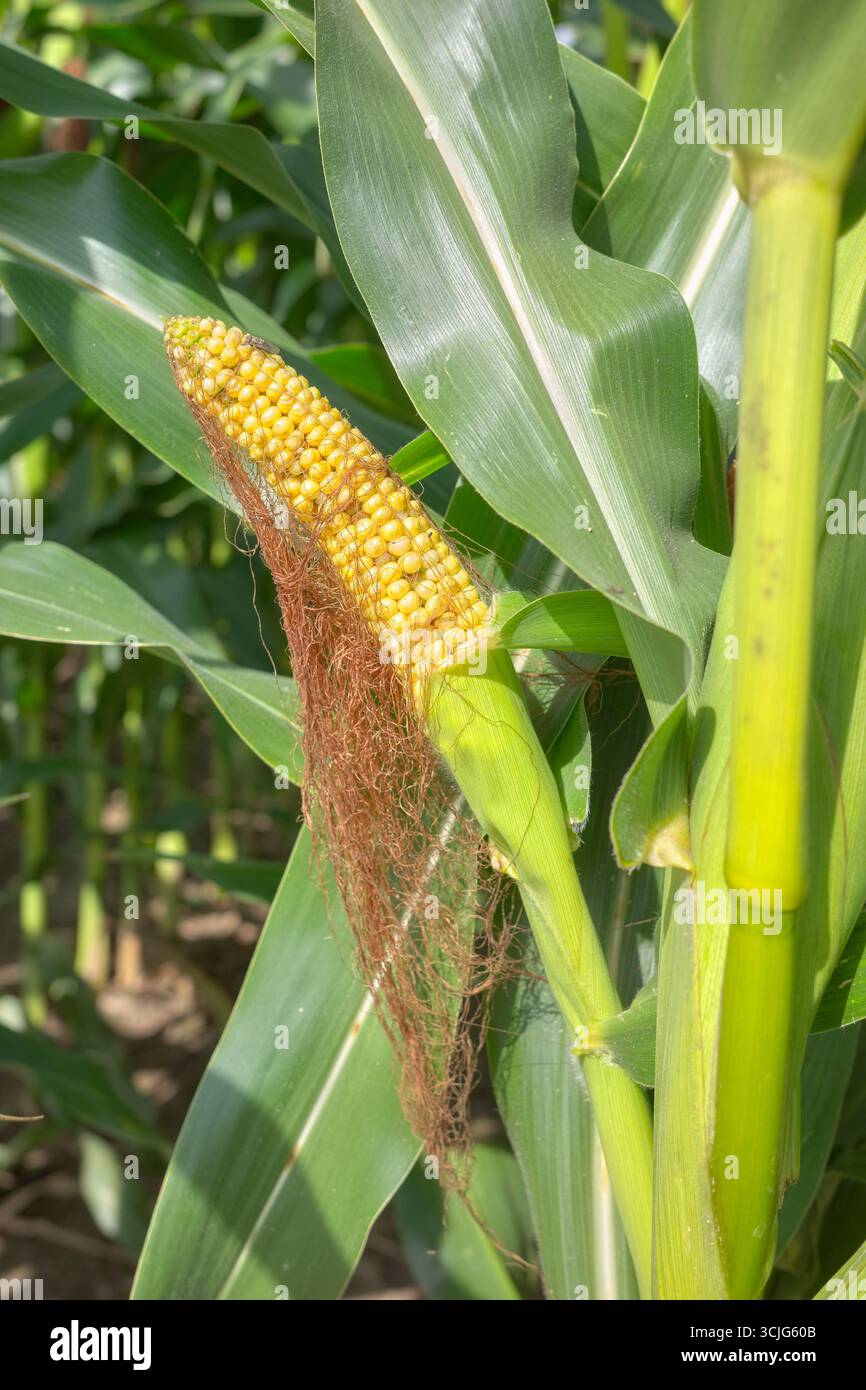 Agriculture harvest in corn field hi-res stock photography and images ...
