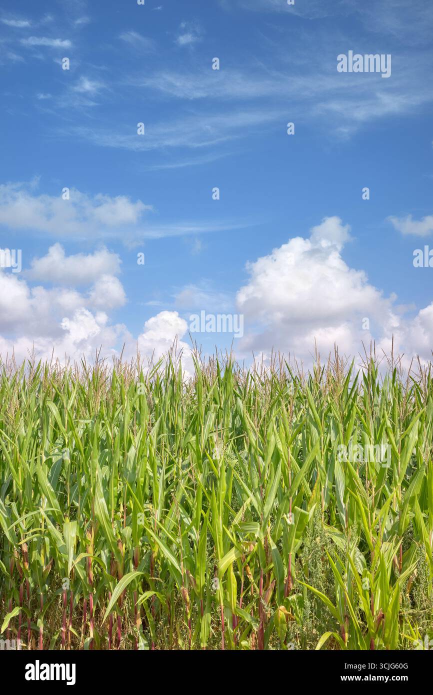 Corn field crop cornfield hi-res stock photography and images - Alamy