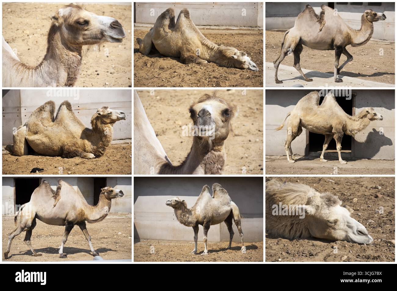 Beautiful closeup shot large Cut Out Stock Images & Pictures - Alamy