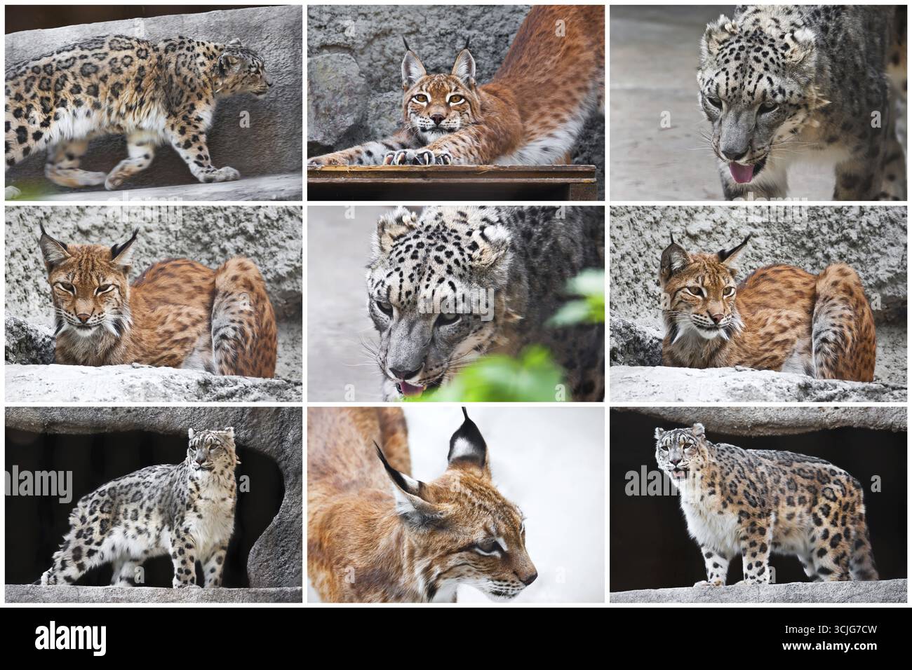 Look leopard Cut Out Stock Images & Pictures - Alamy