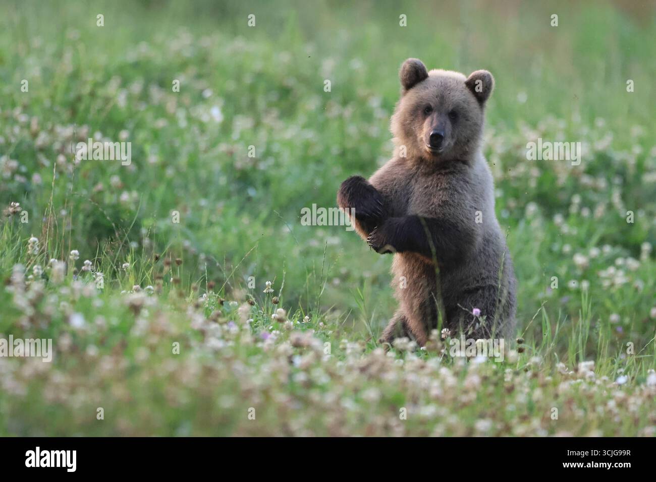 Brown bear is currently stable and not endangered hi-res stock ...