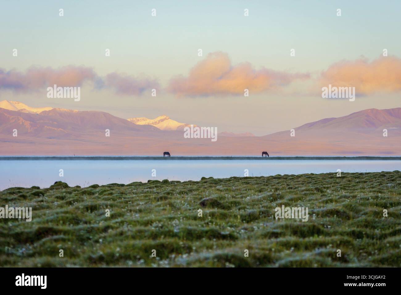 Song kul lake with two horses and purple mountain in background in ...